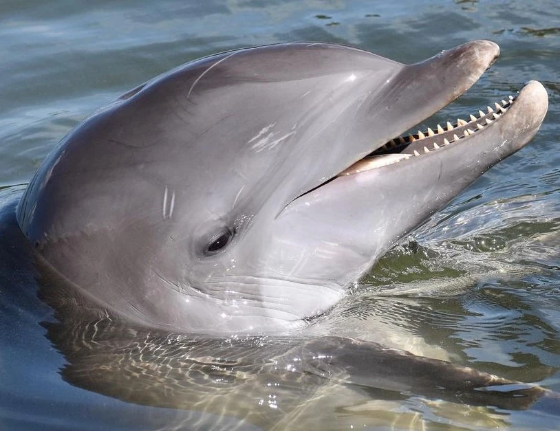 Ranger (TSA-2021) | Cetacea Wiki | Fandom