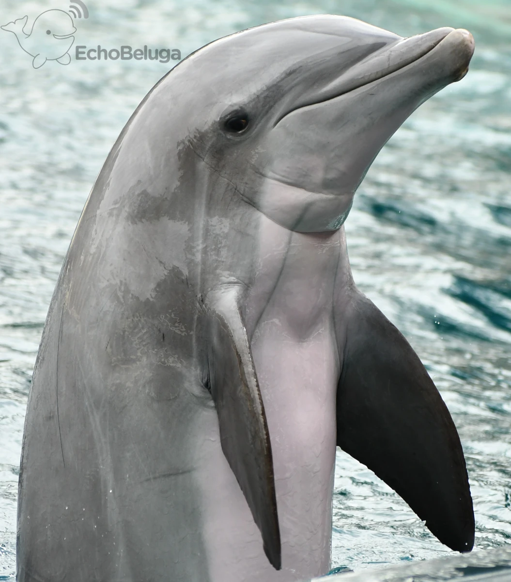 Jackson (SWF-2005) | Cetacea Wiki | Fandom