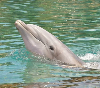 Calypso (SWF-2005) | Cetacea Wiki | Fandom