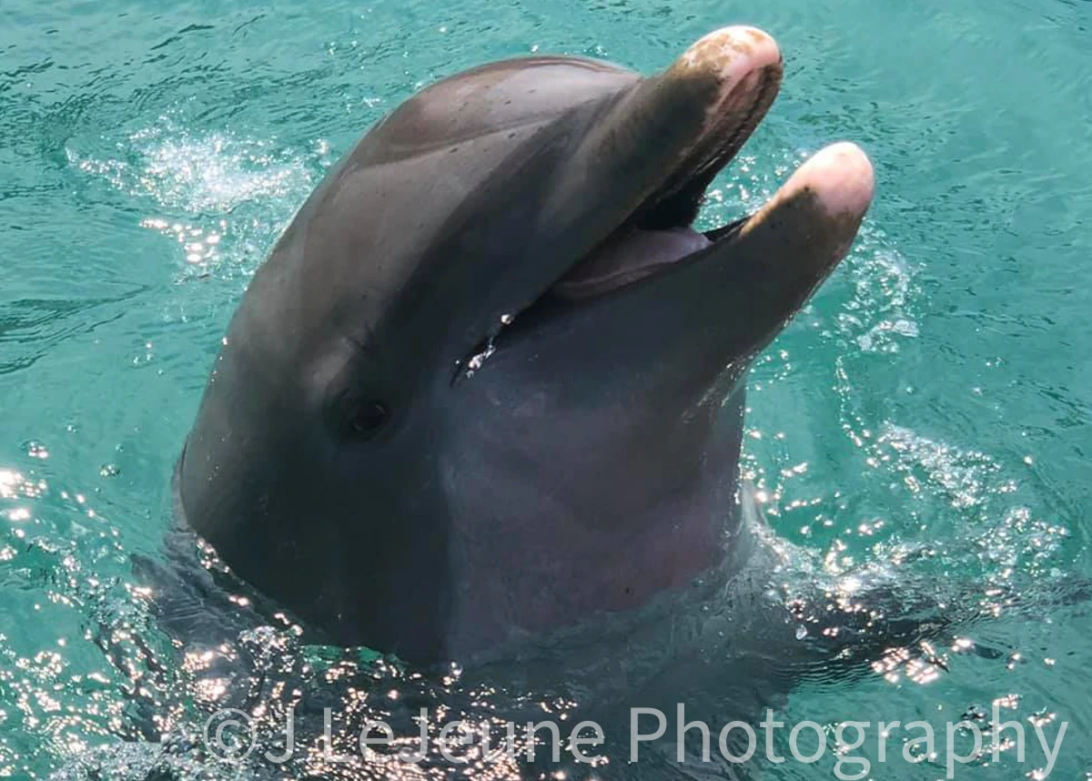 Indigo (MSQ-1995) | Cetacea Wiki | Fandom