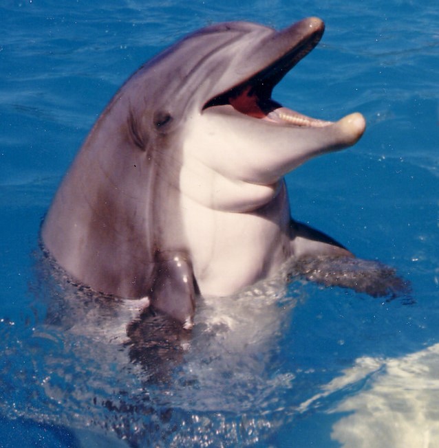 Speedy Swc 1971 Cetacea Wiki Fandom