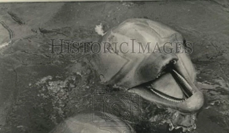 Splash (MLP-1966) | Cetacea Wiki | Fandom