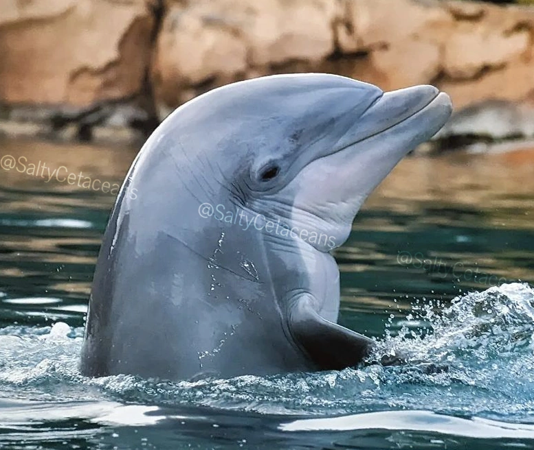Stella (SWF-2005) | Cetacea Wiki | Fandom