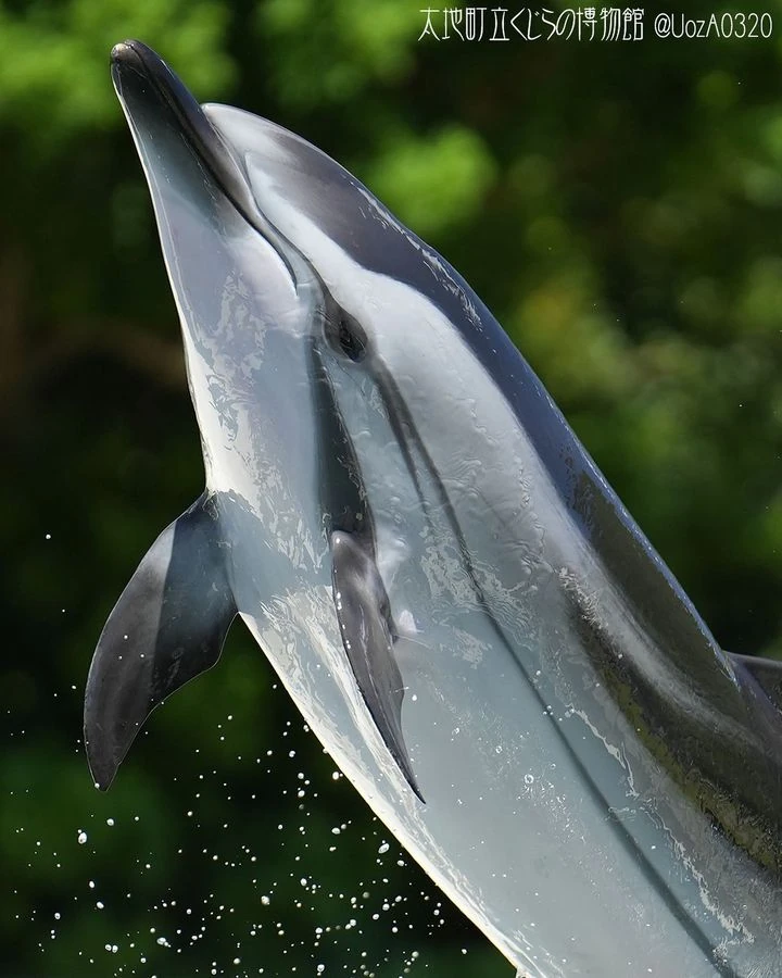 Aisa (TWM-2013) | Cetacea Wiki | Fandom