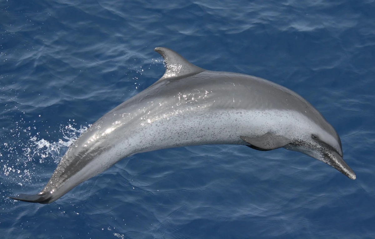 Stenella | Cetacea Wiki | Fandom