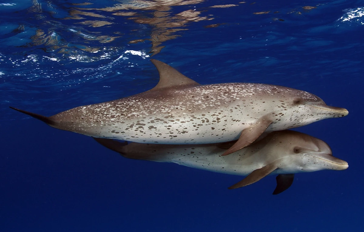 Oceanic dolphin | Cetacea Wiki | Fandom