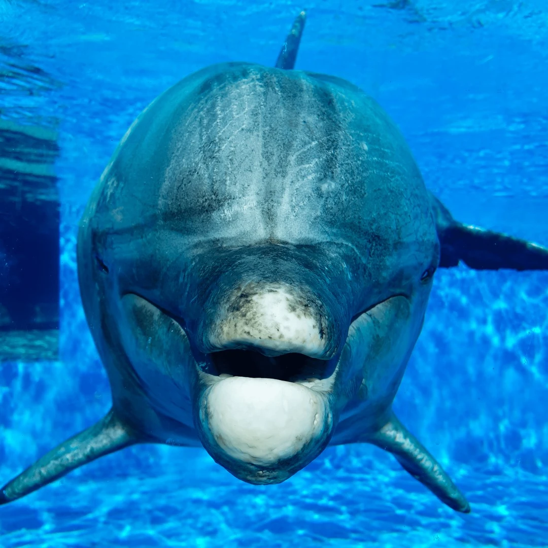 Tucker (SWF-1981) | Cetacea Wiki | Fandom