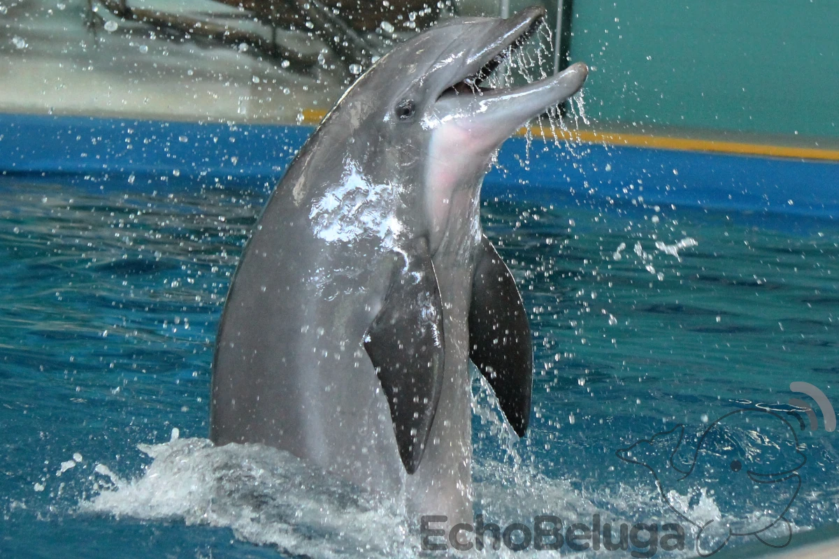 Neo (SWF-2002) | Cetacea Wiki | Fandom