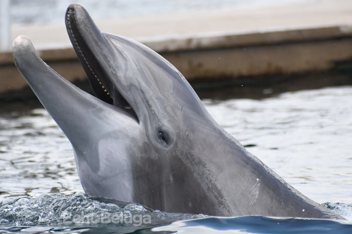 Cosmo (SWF-2003) | Cetacea Wiki | Fandom
