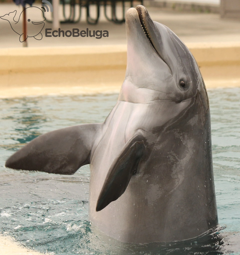 Fathom (SWT-1998) | Cetacea Wiki | Fandom