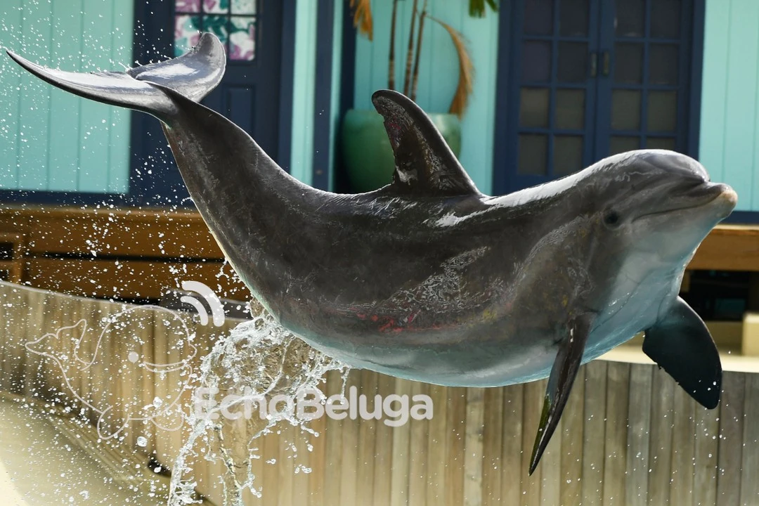 Brigg (SWF-2009) | Cetacea Wiki | Fandom