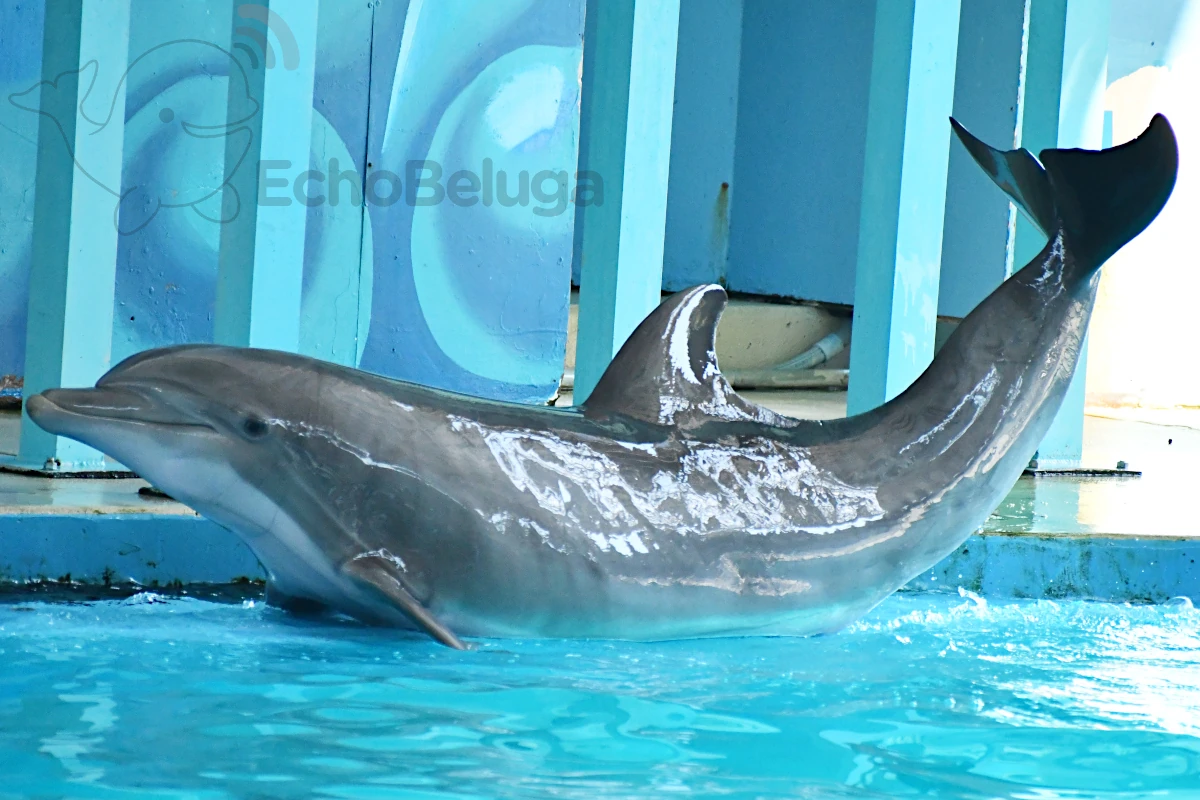 Apollo (SFDK-2015) | Cetacea Wiki | Fandom