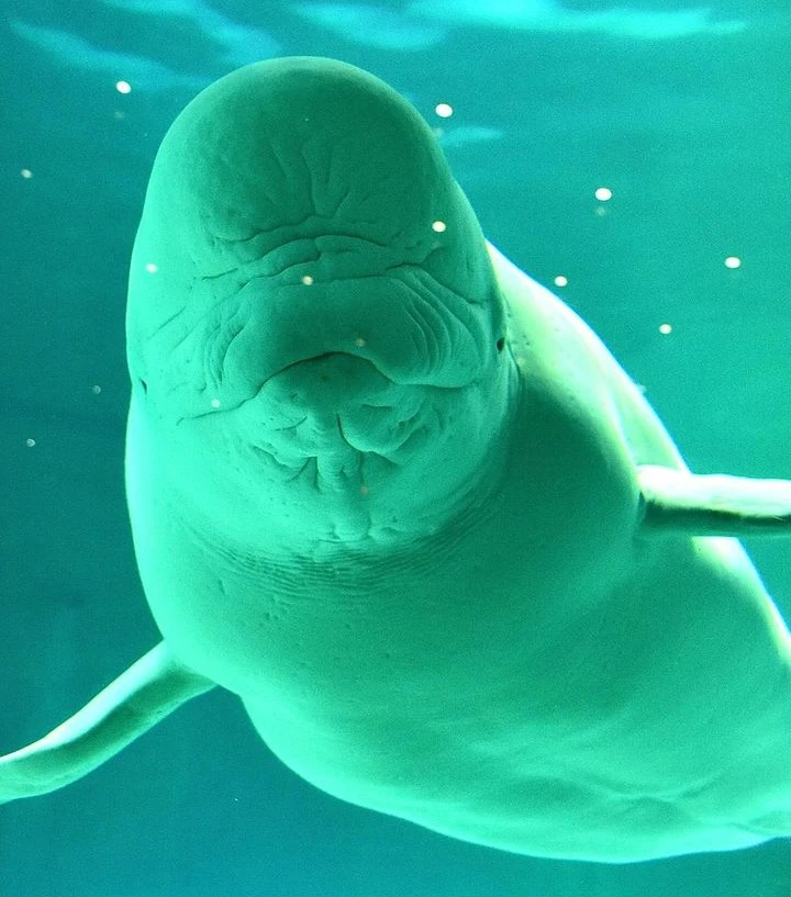 Nack (KSW-1988) | Cetacea Wiki | Fandom