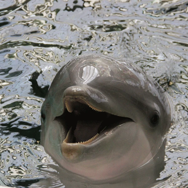 Dobbie (DUSZ-2016) | Cetacea Wiki | Fandom