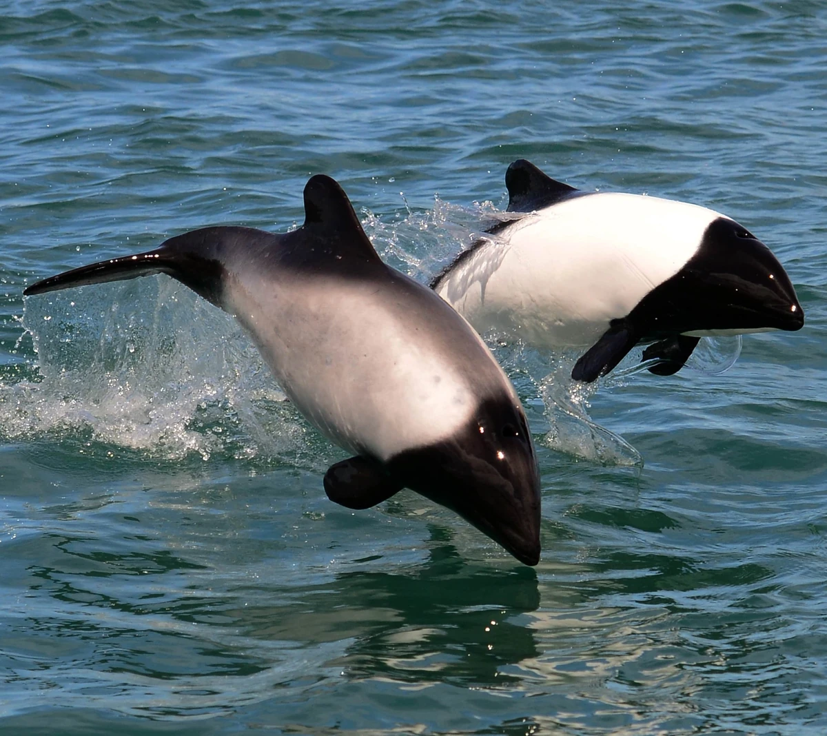 Commerson's dolphin | Cetacea Wiki | Fandom