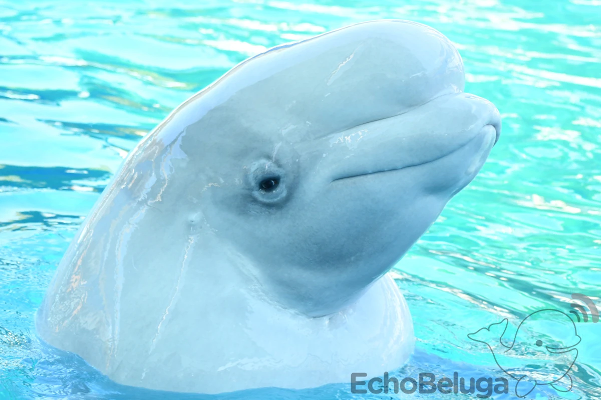 Luna (SWT-2000) | Cetacea Wiki | Fandom