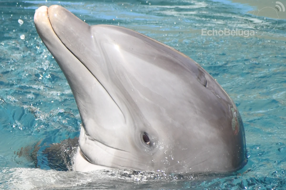 Zo (MSQ-2006) | Cetacea Wiki | Fandom