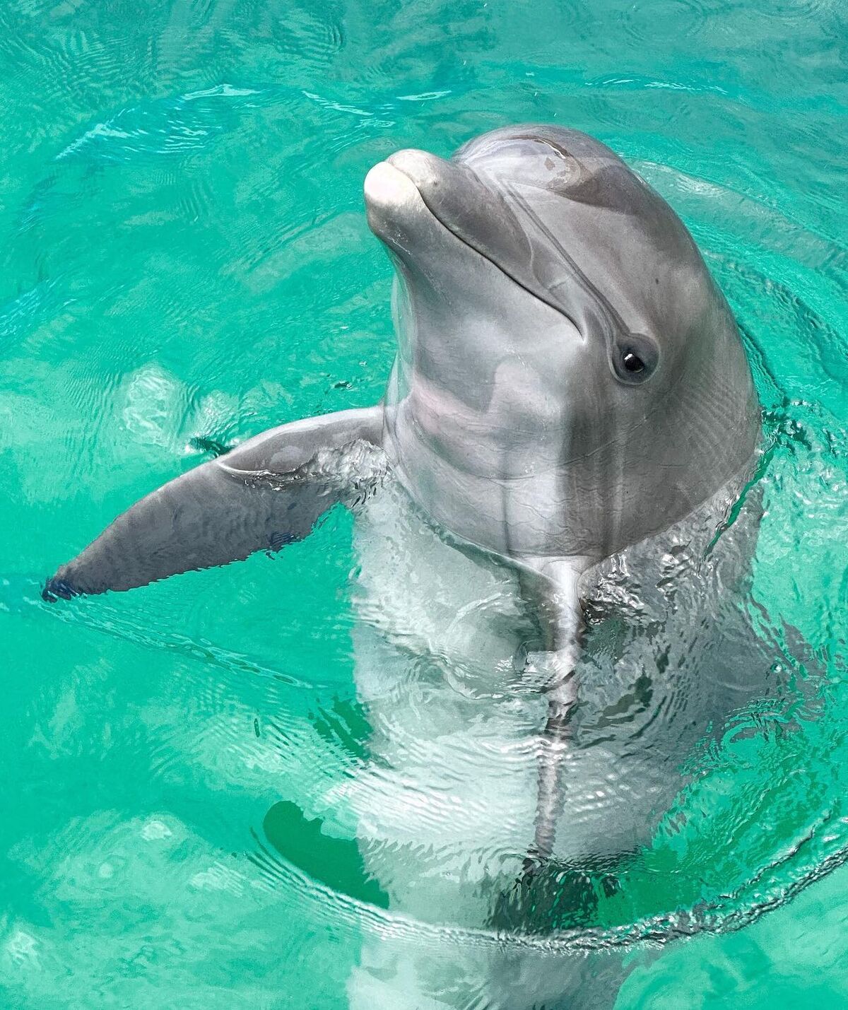 Cavello Dqb 2010 Cetacea Wiki Fandom