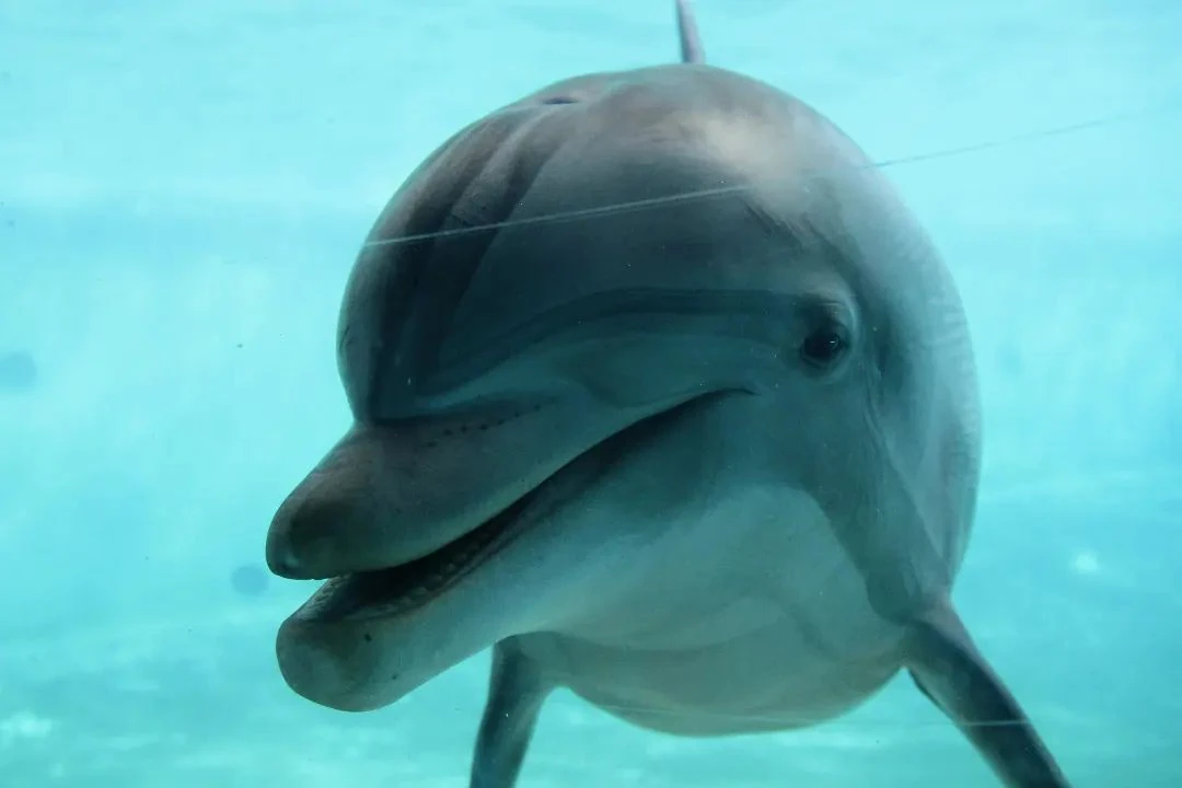 Calla (SWF-1998) | Cetacea Wiki | Fandom