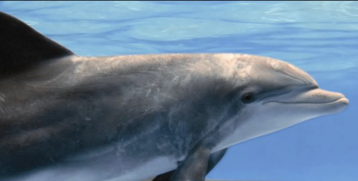 DJ (MNZ-1996) | Cetacea Wiki | Fandom