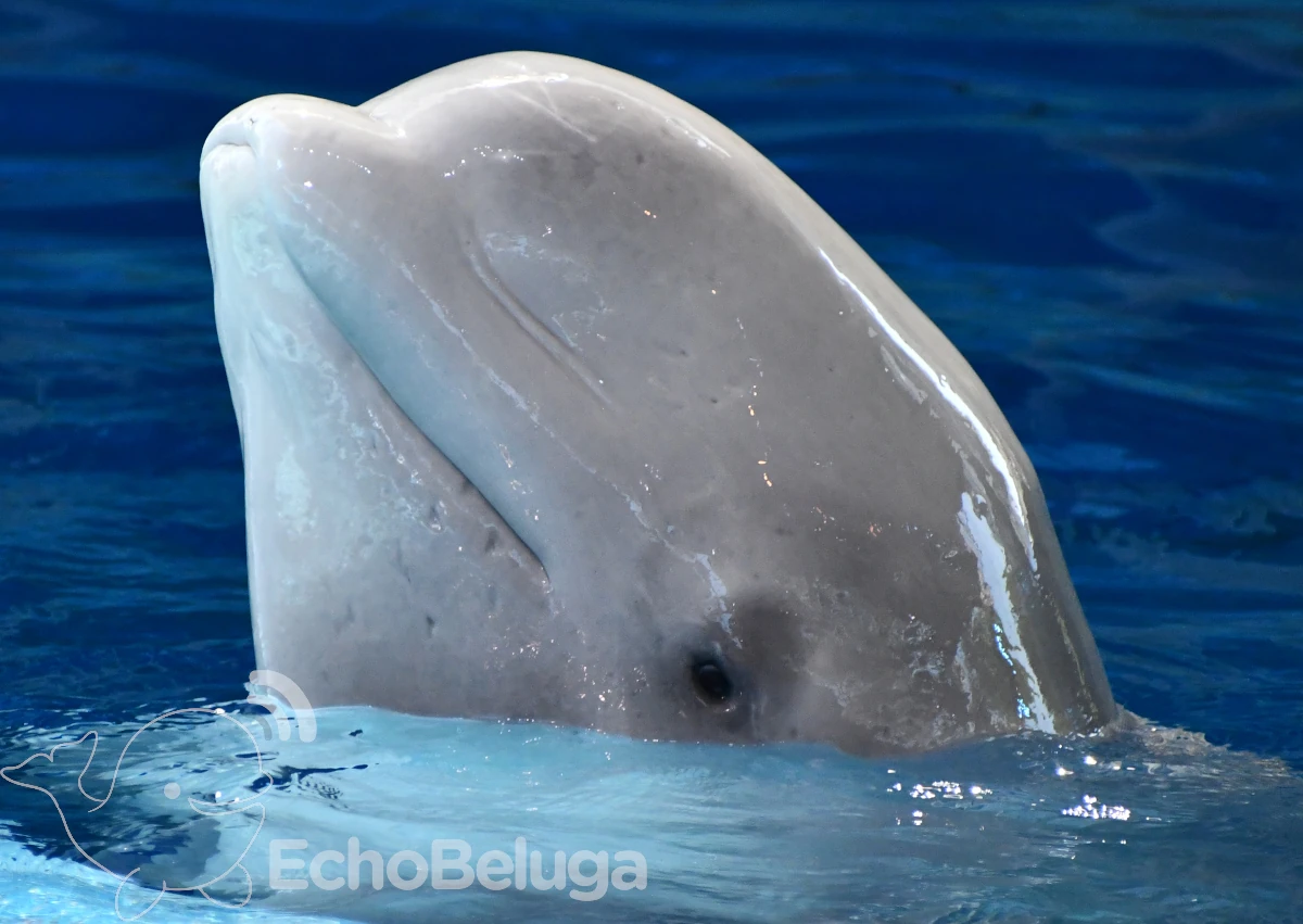 Innik (SWT-2017) | Cetacea Wiki | Fandom