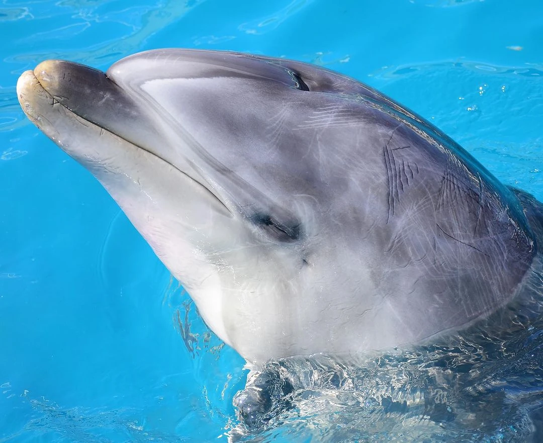 Leo (KSW-XXXX) | Cetacea Wiki | Fandom