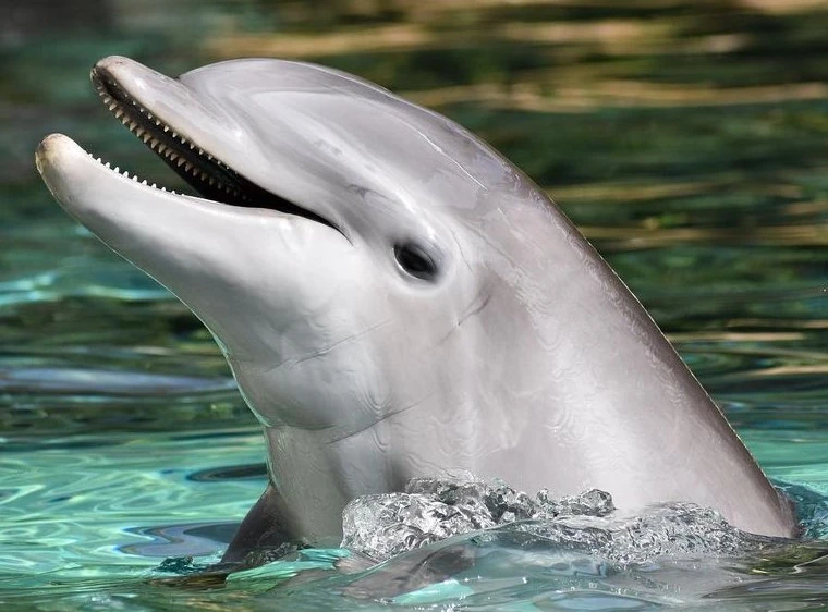 Ridgway (SWF-2022) | Cetacea Wiki | Fandom