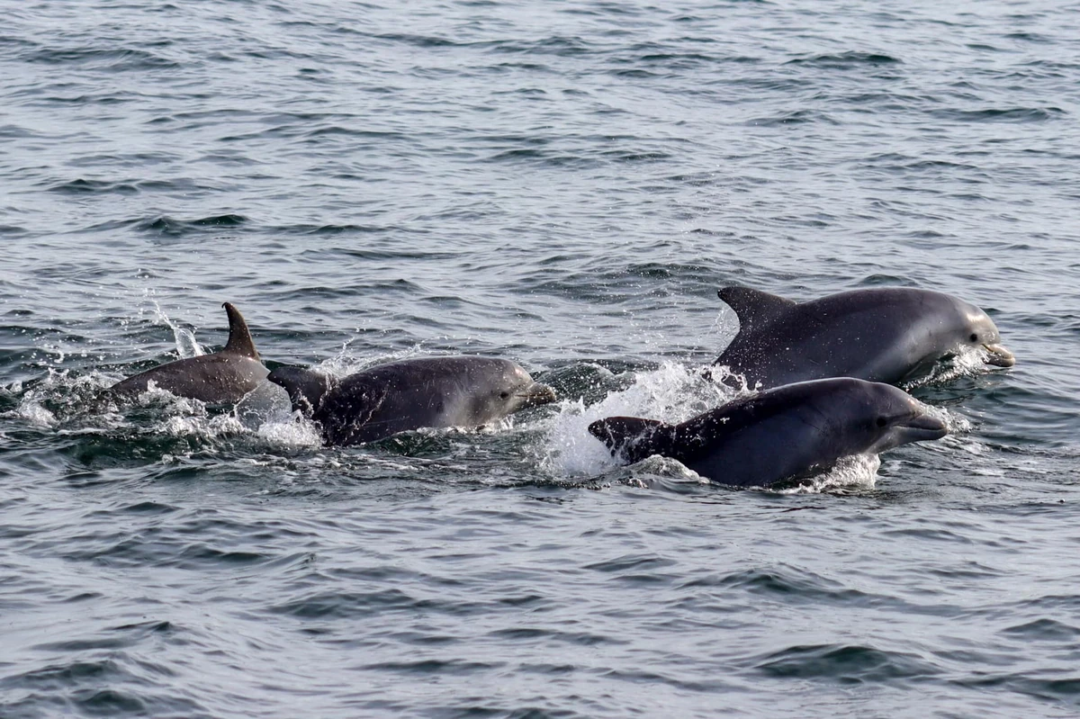 Tamanend's bottlenose dolphin | Cetacea Wiki | Fandom