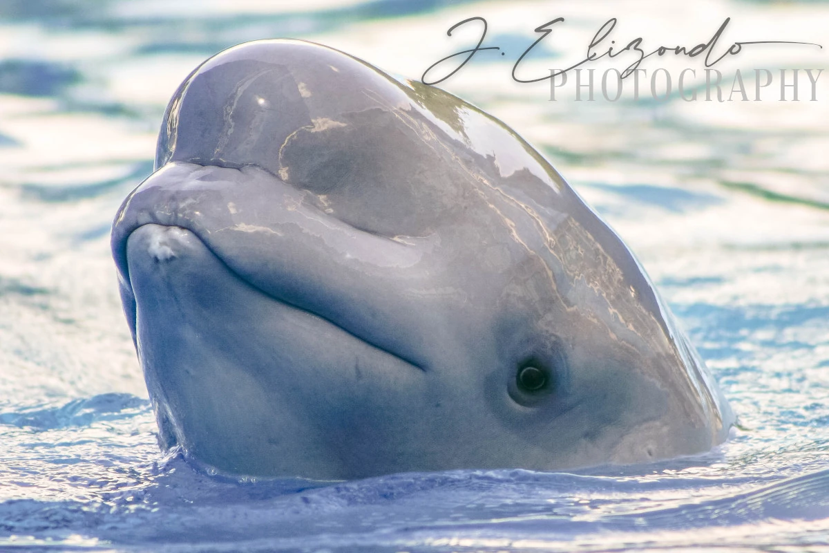 Bella (SWT-2009) | Cetacea Wiki | Fandom