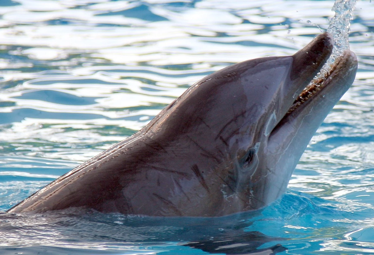 Hacksaw (AQTF-1977) | Cetacea Wiki | Fandom