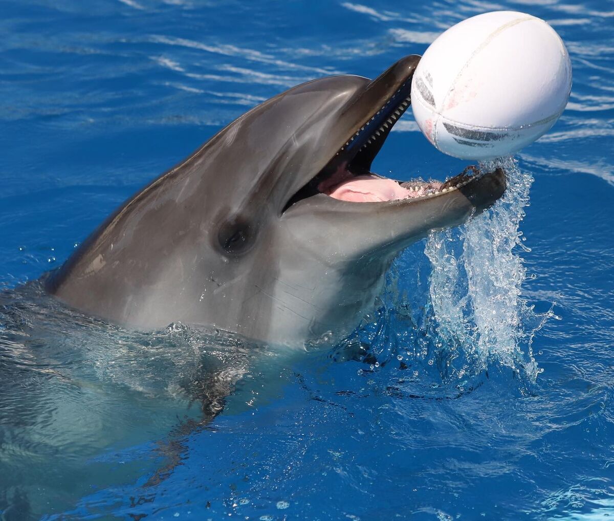 Tsubasa Tsdi 2017 Cetacea Wiki Fandom