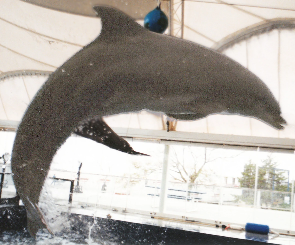 Tab (SWF-1981) | Cetacea Wiki | Fandom