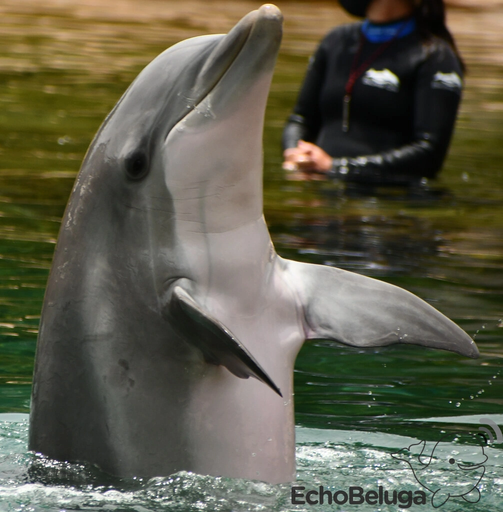 Skye (SWF-2016) | Cetacea Wiki | Fandom