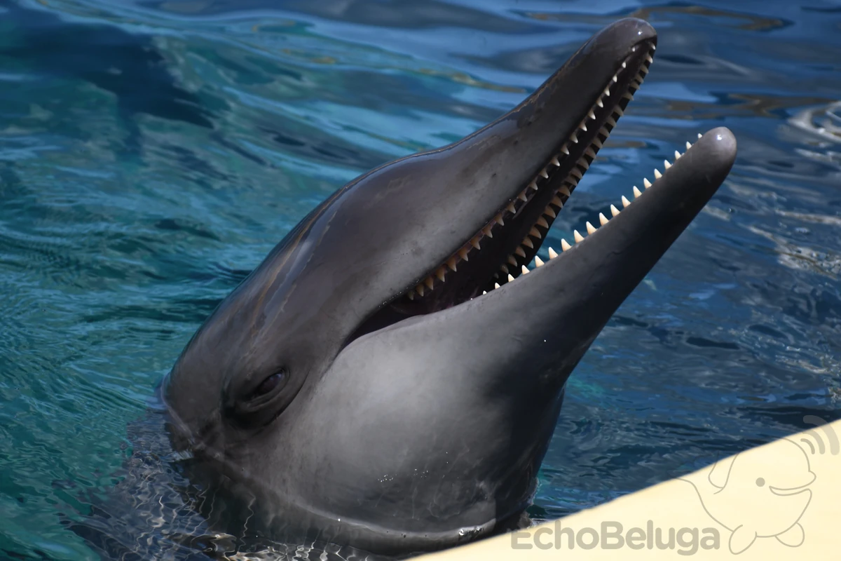 Wren (GWMP-2023) | Cetacea Wiki | Fandom