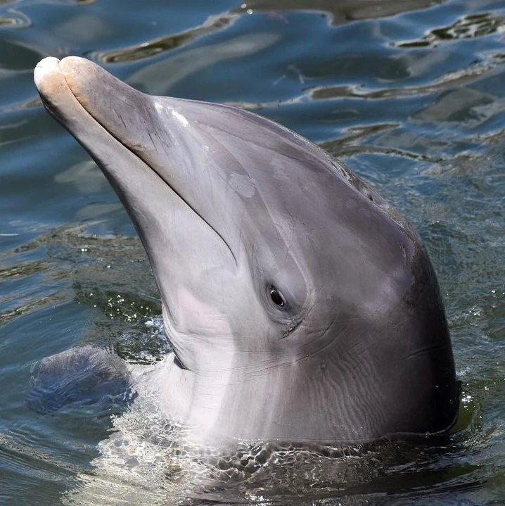 Bob (DPMMR-1994) | Cetacea Wiki | Fandom