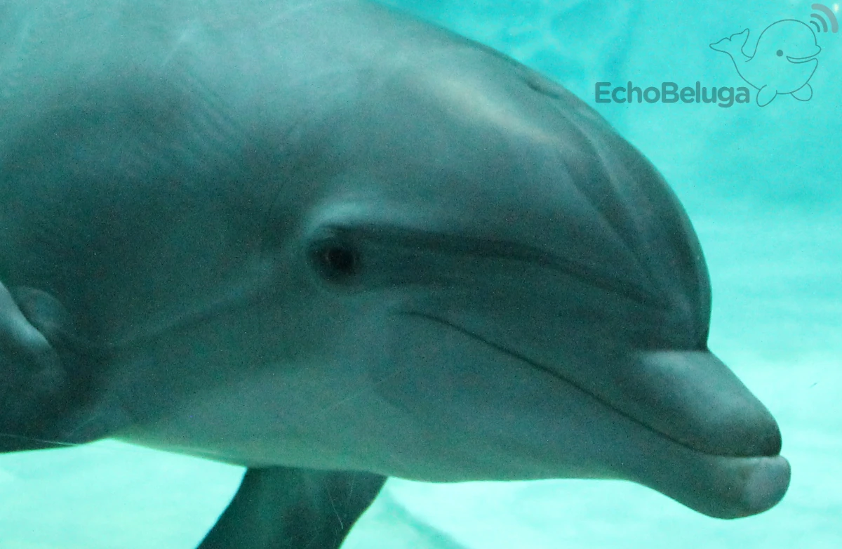 Bermudiana (DQB-2007) | Cetacea Wiki | Fandom