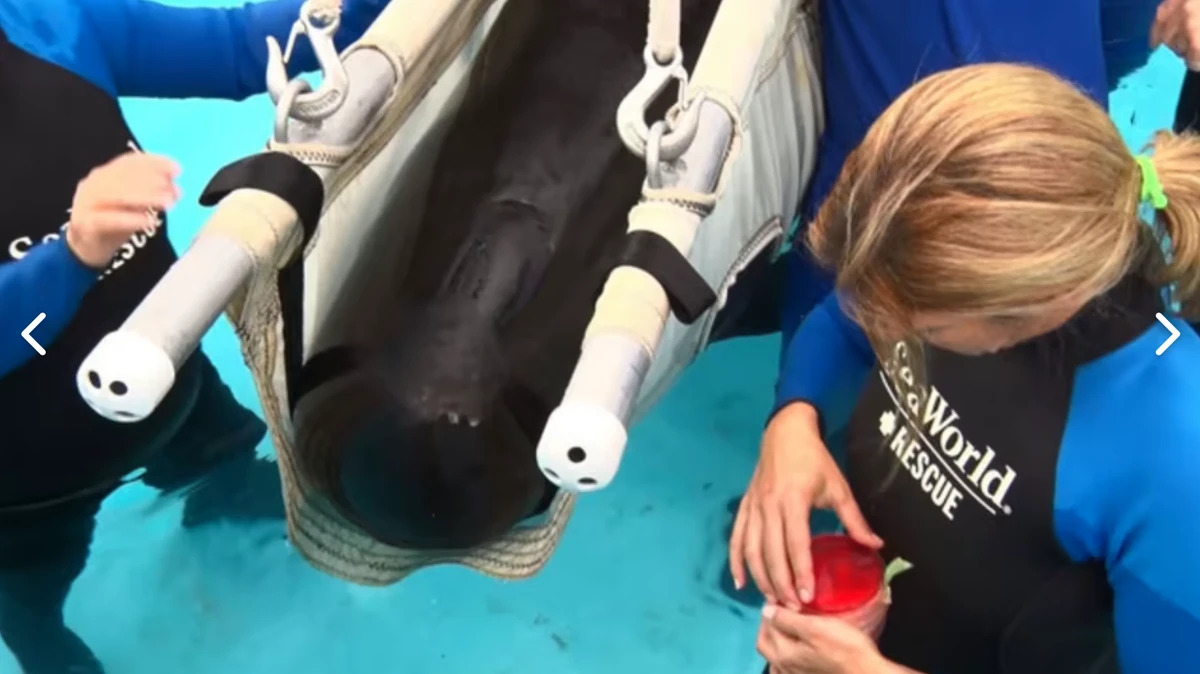 Gale (SWF-2017) | Cetacea Wiki | Fandom