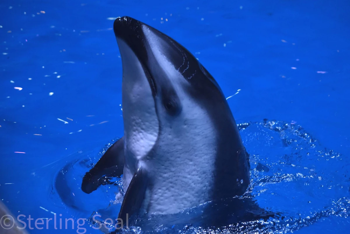 Munchkin (SWT-2000) | Cetacea Wiki | Fandom