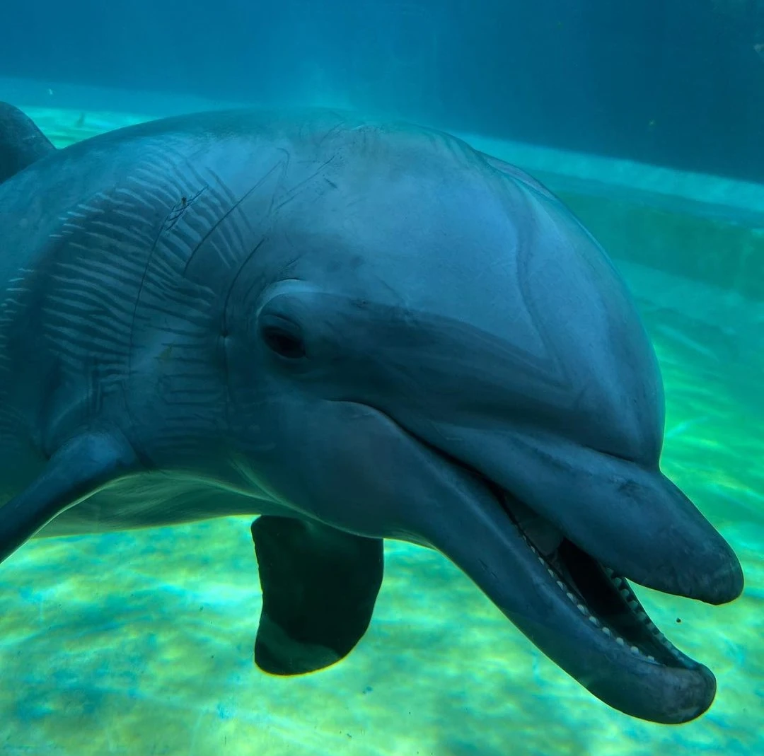 Archer (SWF-2014) | Cetacea Wiki | Fandom