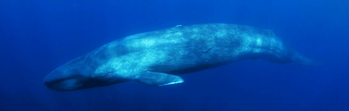 Blue whale | Cetacea Wiki | Fandom