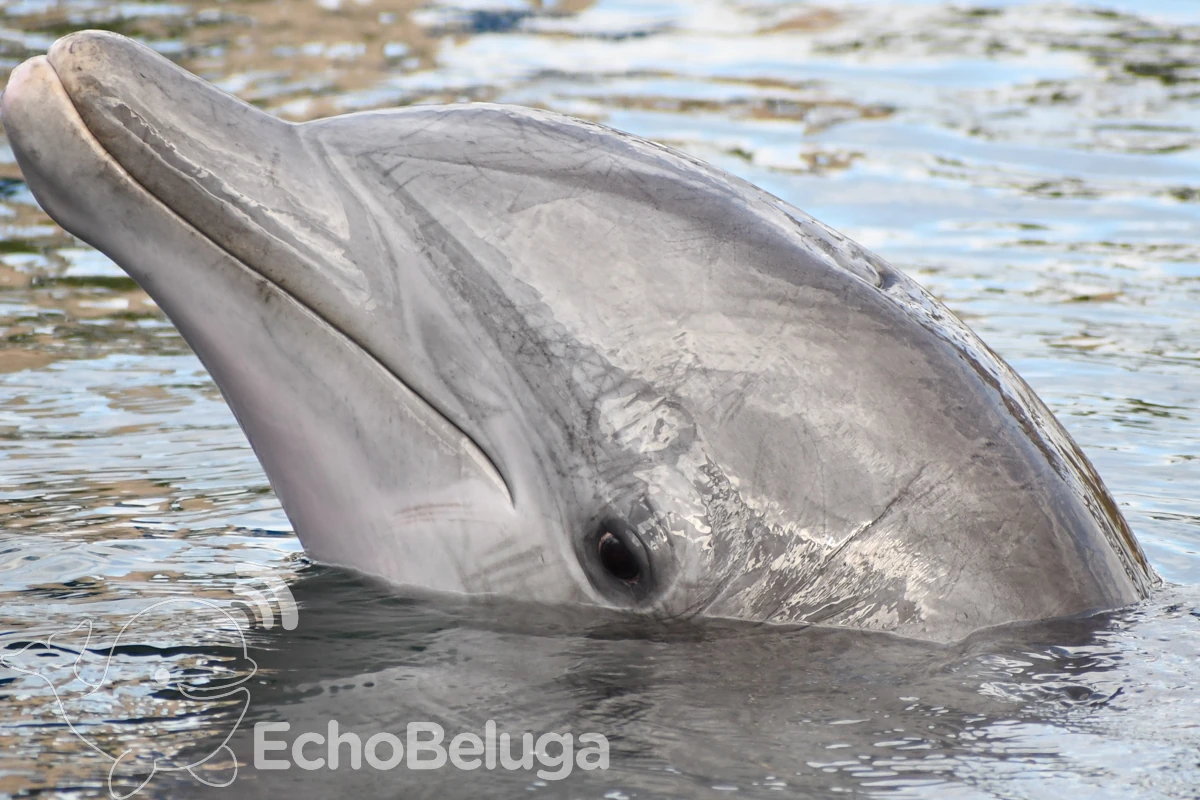 Malabar (DQB-2000) | Cetacea Wiki | Fandom