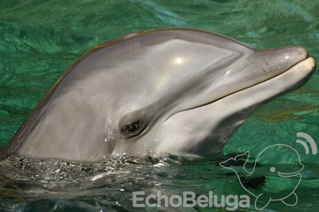 Nala (SWT-2013) | Cetacea Wiki | Fandom