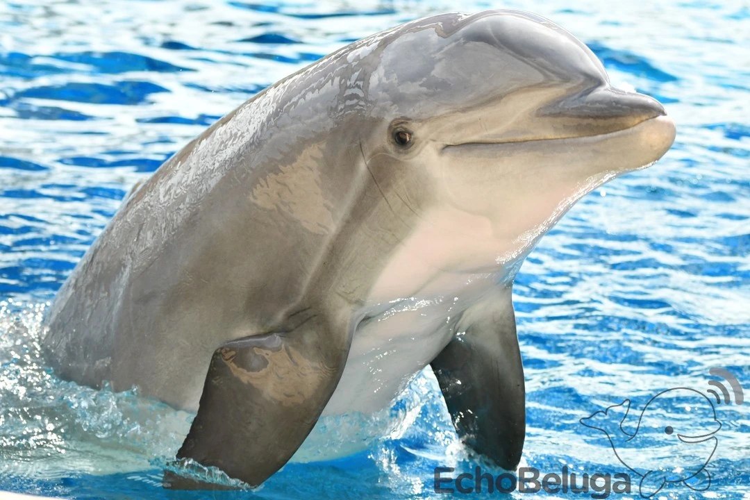 Alice (TSA-2007) | Cetacea Wiki | Fandom