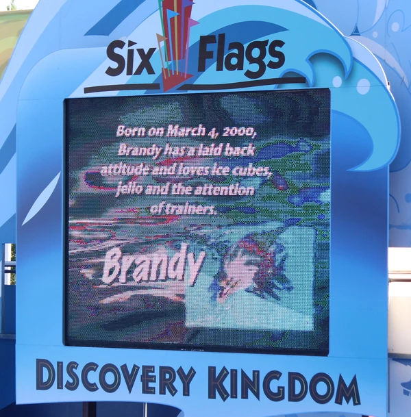 Photos of Brandy (GMAP-2000) | Cetacea Wiki | Fandom