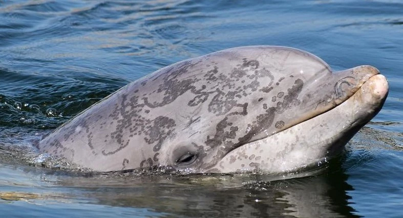 Balasi (ASTX-2004) | Cetacea Wiki | Fandom