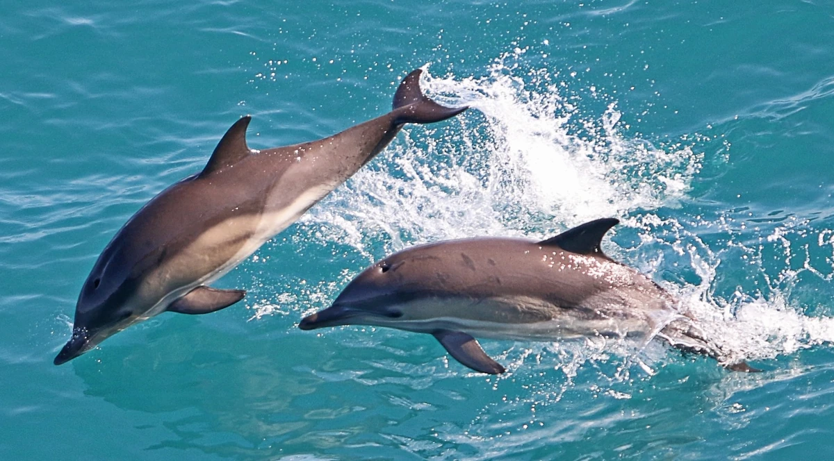 Black Sea common dolphin | Cetacea Wiki | Fandom