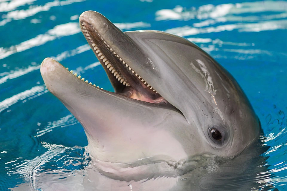 Maya (NAIB-2001) | Cetacea Wiki | Fandom