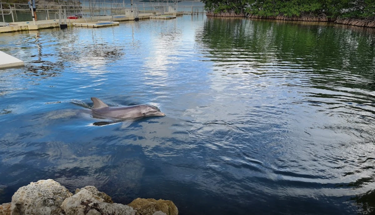 Dolphins Plus Bayside (DPMMR) | Cetacea Wiki | Fandom