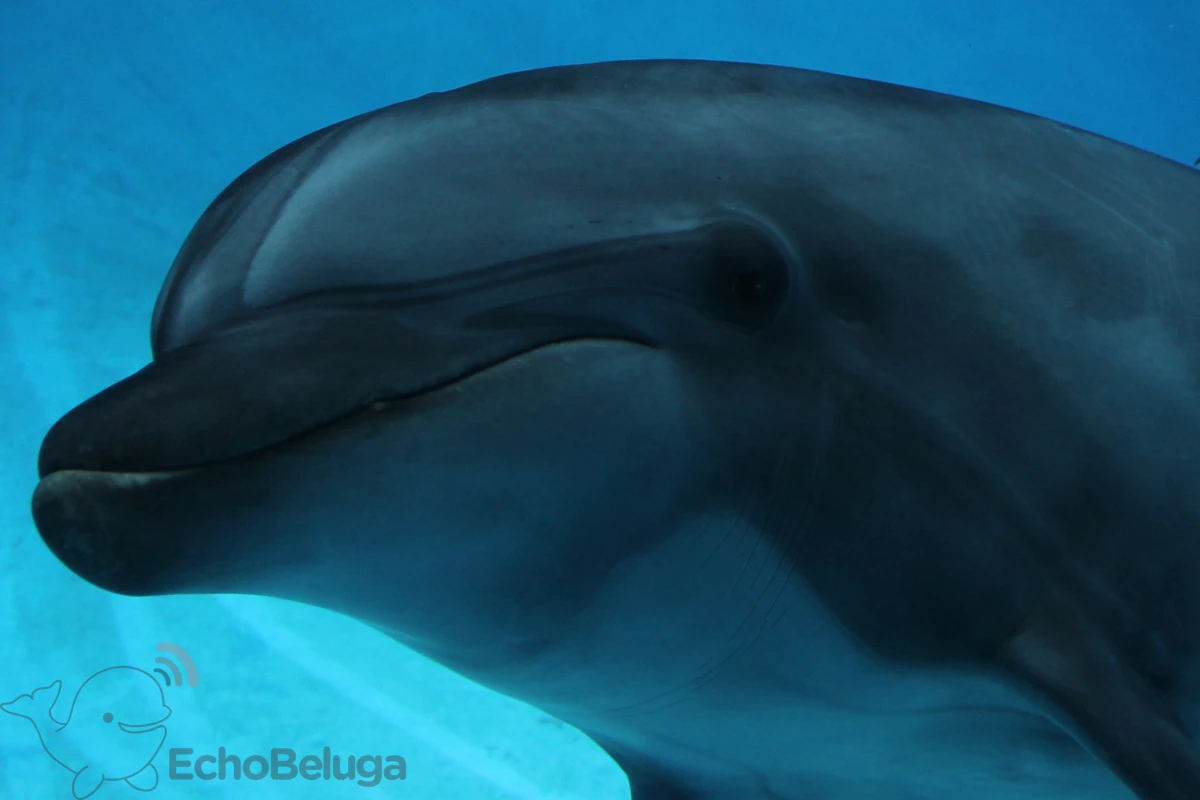 Laoda (FOP-XXXX) | Cetacea Wiki | Fandom