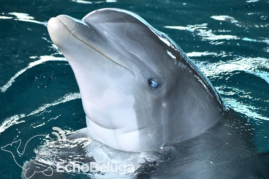 Izzy (SWT-2022) | Cetacea Wiki | Fandom